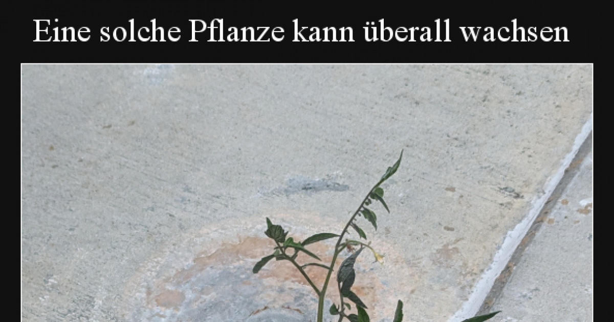 1560 lustige Bilder Wach - Seite (95) - DEBESTE.de