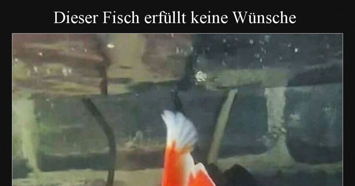 Neue Bilder und Memes - Fisch - lustig, kostenlos - DEBESTE.de