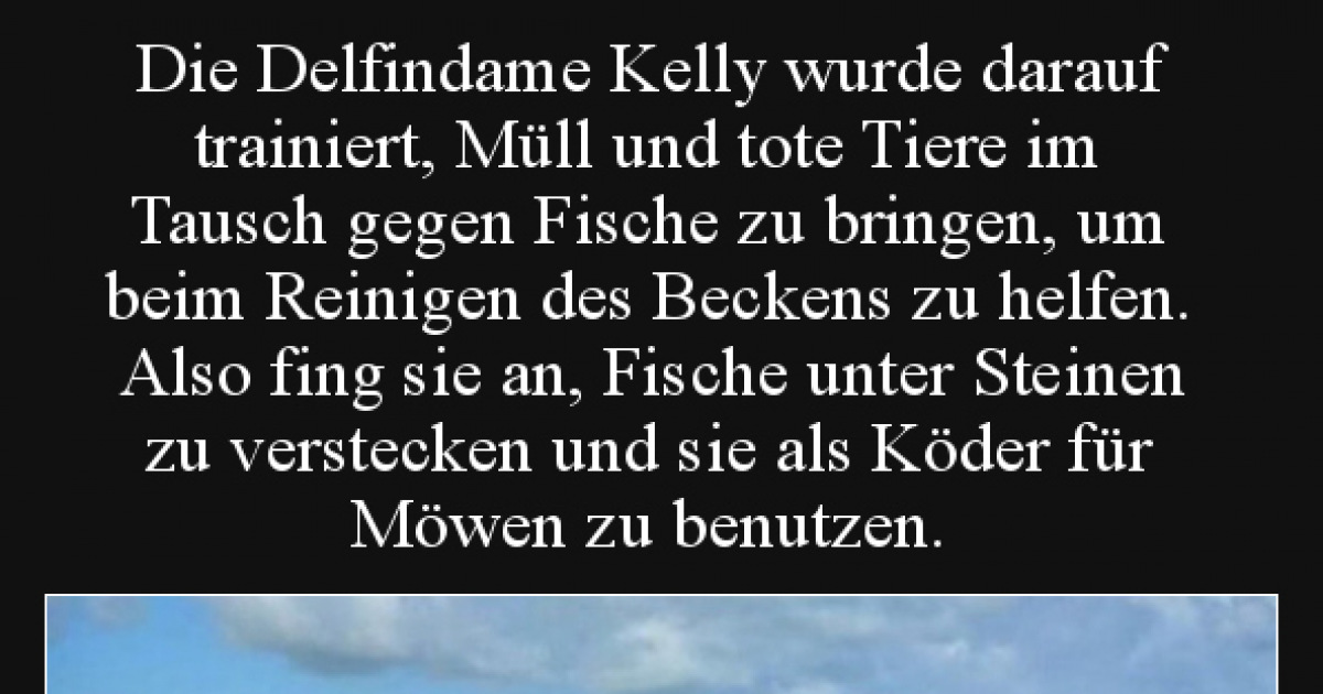 30 lustige Bilder Delfine - Seite (4) - DEBESTE.de