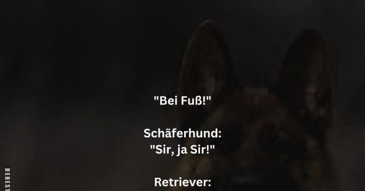 Neue Bilder und Memes - Dackel - lustig, kostenlos - DEBESTE.de