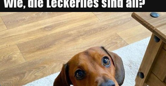 Wie, die Leckerlies sind all?.. | Lustige Bilder, Sprüche, Witze, echt ...