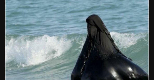 Ich habe den Eindruck, dass diese Robbe bald explodieren.. | Lustige ...