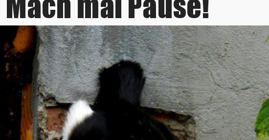 Mach mal Pause!.. | Lustige Bilder, Sprüche, Witze, echt lustig