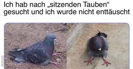 Ich hab nach "sitzenden Tauben" gesucht und ich wurde nicht.. - DEBESTE.de