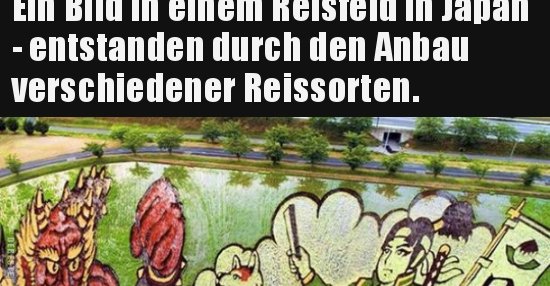 Ein Bild in einem Reisfeld in Japan - entstanden durch den.. | Lustige ...