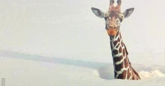 Gerade im Garten entdeck ein Reh.. | Lustige Bilder, Sprüche, Witze ...