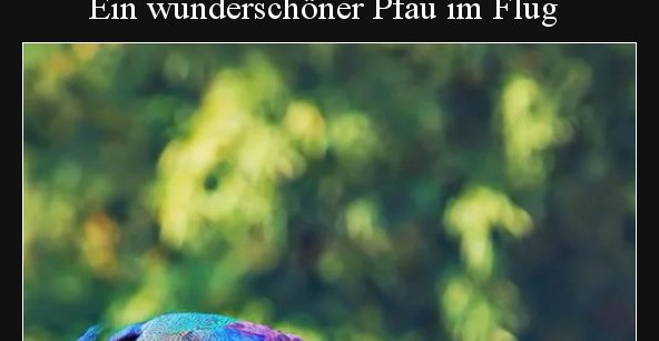 Ein wunderschöner Pfau im Flug.. | Lustige Bilder, Sprüche, Witze, echt ...