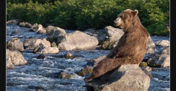 Wie schön und ruhig es hier ist... | Lustige Bilder, Sprüche, Witze ...
