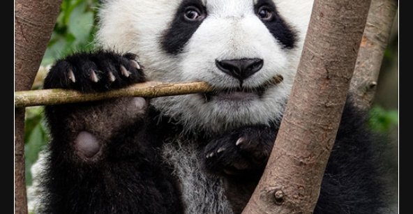 Das coolste an Pandas ist, dass sie nicht versuchen.. | Lustige Bilder ...