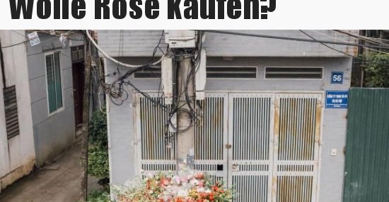 Wolle Rose kaufen?.. | Lustige Bilder, Sprüche, Witze, echt lustig