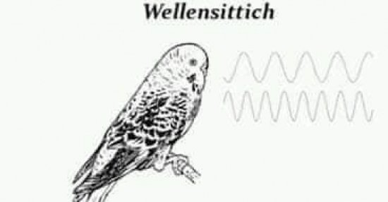 Wellensittich - Teilchensittich - Quantensittich. - DEBESTE.de