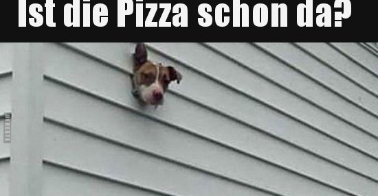 Ist die Pizza schon da?.. | Lustige Bilder, Sprüche, Witze, echt lustig