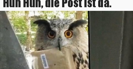 Huh Huh, die Post ist da... | Lustige Bilder, Sprüche, Witze, echt lustig