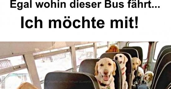 Egal wohin dieser Bus fährt... Ich möchte mit!.. | Lustige Bilder ...