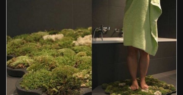Ein weicher Teppich aus Moos, der dank den Wassertropfen.. | Lustige ...