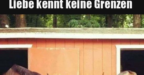 Liebe kennt keine Grenzen.. | Lustige Bilder, Sprüche, Witze, echt lustig