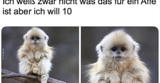 Ich weiß zwar nicht was das für ein Affe ist aber ich will.. | Lustige ...