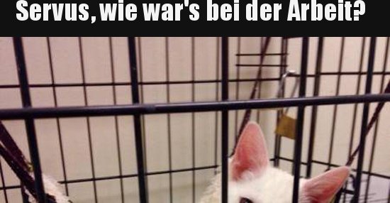 Servus, wie war's bei der Arbeit?.. | Lustige Bilder, Sprüche, Witze ...