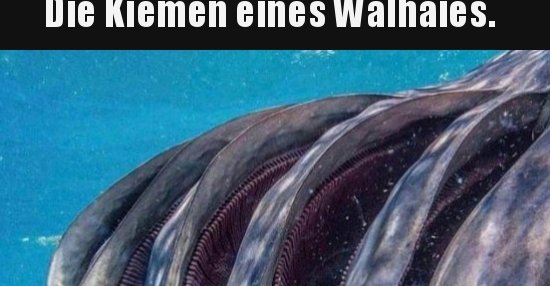 Die Kiemen eines Walhaies... | Lustige Bilder, Sprüche, Witze, echt lustig