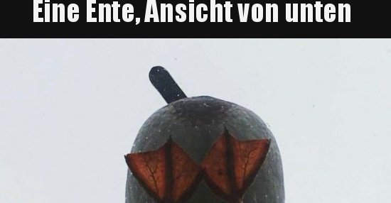 Eine Ente, Ansicht von unten.. | Lustige Bilder, Sprüche, Witze, echt ...