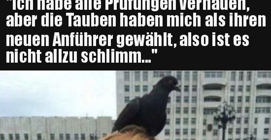 "Ich habe alle Prüfungen verhauen, aber die Tauben haben.." | Lustige ...