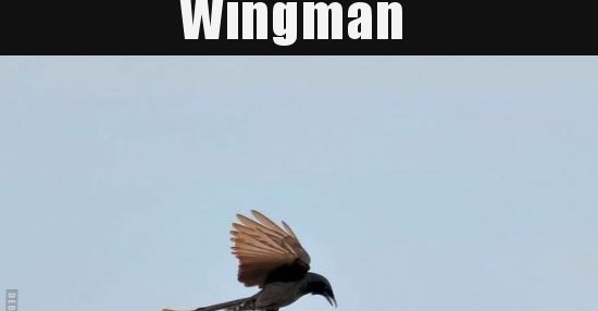 Wingman.. | Lustige Bilder, Sprüche, Witze, echt lustig