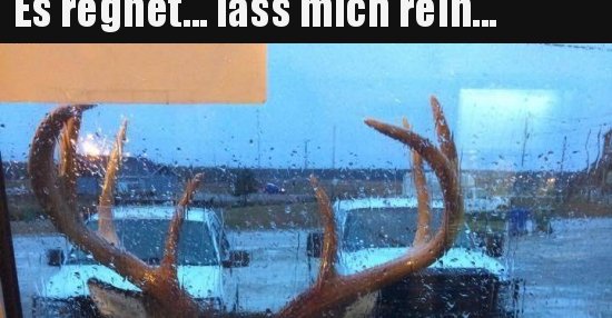Es regnet... lass mich rein... | Lustige Bilder, Sprüche, Witze, echt ...