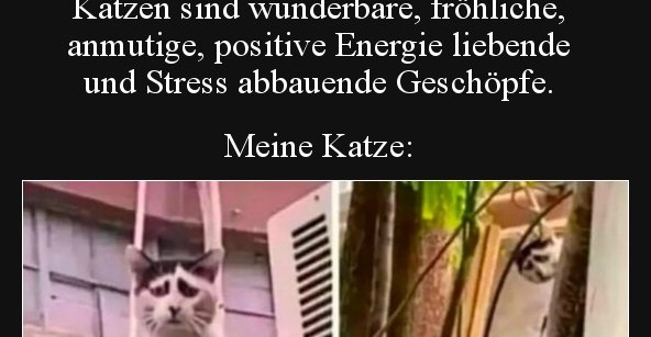 Katzen sind wunderbare, fröhliche, anmutige, positive Energie liebende ...