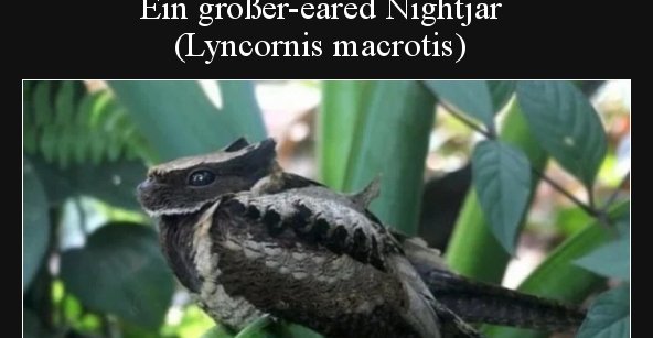 Ein großer-eared Nightjar (Lyncornis macrotis).. - DEBESTE.de