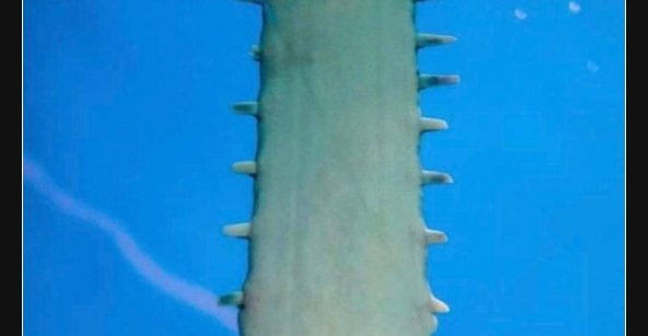 So sieht ein Schwerthai von unten aus... | Lustige Bilder, Sprüche ...