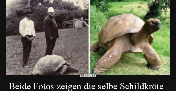 Beide Fotos zeigen die selbe Schildkröte namens Jonathan... | Lustige ...