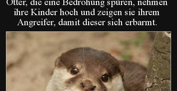 Otter, die eine Bedrohung spüren, nehmen ihre Kinder hoch.. | Lustige ...