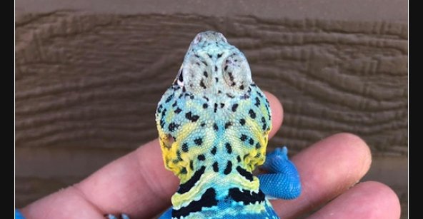 Ein unglaublicher blauer Leguan.. | Lustige Bilder, Sprüche, Witze ...