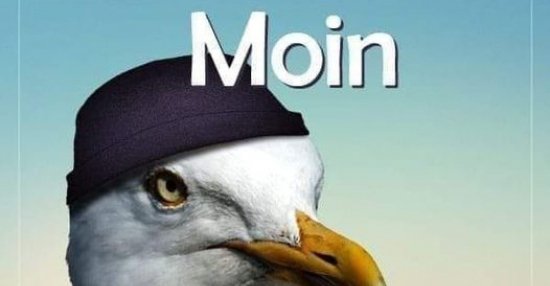 Moin.. | Lustige Bilder, Sprüche, Witze, echt lustig