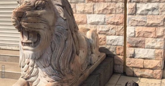 Vorbild.. | Lustige Bilder, Sprüche, Witze, echt lustig