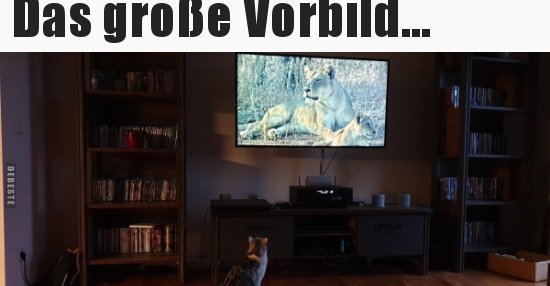 Das große Vorbild... | Lustige Bilder, Sprüche, Witze, echt lustig