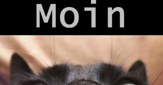 Moin... | Lustige Bilder, Sprüche, Witze, echt lustig