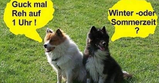 Guck mal Reh auf 1 Uhr! | Lustige Bilder, Sprüche, Witze, echt lustig