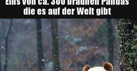 Eins von ca. 300 braunen Pandas die es auf der Welt.. | Lustige Bilder ...
