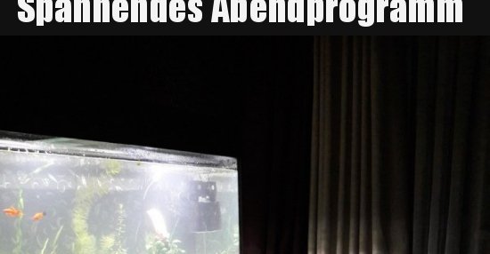 Spannendes Abendprogramm.. - DEBESTE.de