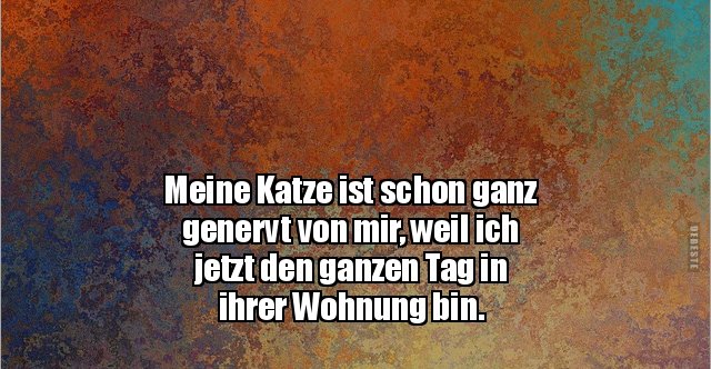 Meine Katze ist schon ganz genervt von mir, weil.. | Lustige Bilder ...