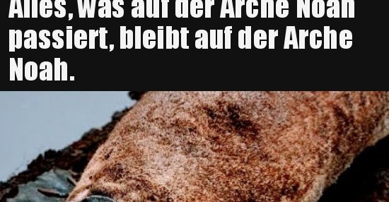 Alles, was auf der Arche Noah passiert, bleibt auf der.. | Lustige ...