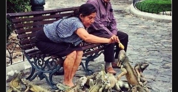 Die südamerikanischen Tauben... | Lustige Bilder, Sprüche, Witze, echt ...