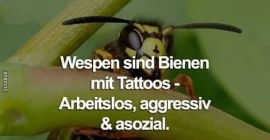 Wespen sind Bienen mit Tattoos.. | Lustige Bilder, Sprüche, Witze, echt ...