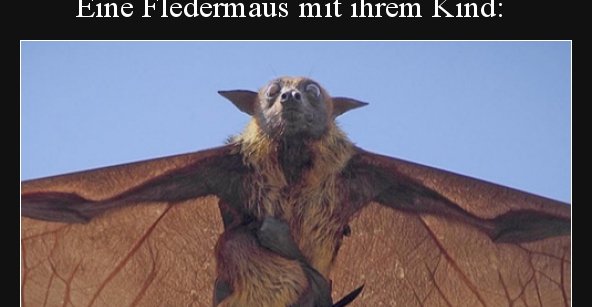 Eine Fledermaus mit ihrem Kind.. | Lustige Bilder, Sprüche, Witze, echt lustig