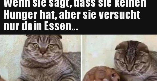 Wenn sie sagt, dass sie keinen Hunger hat, aber.. | Lustige Bilder ...