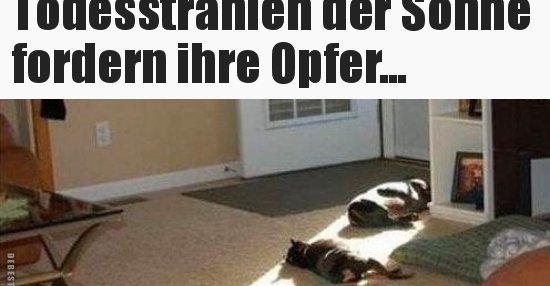 Todesstrahlen der Sonne fordern ihre Opfer... | Lustige Bilder, Sprüche ...