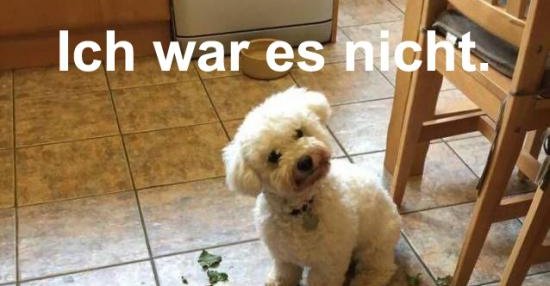 Ich war es nicht.. | Lustige Bilder, Sprüche, Witze, echt lustig