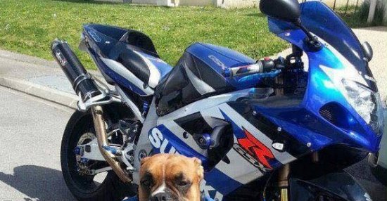 Wo ist der Helm? ;) | Lustige Bilder, Sprüche, Witze, echt lustig