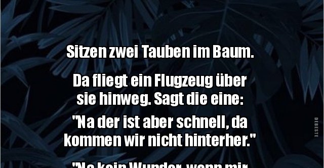 Sitzen zwei Tauben im Baum. Da fliegt ein Flugzeug.. | Lustige Bilder ...